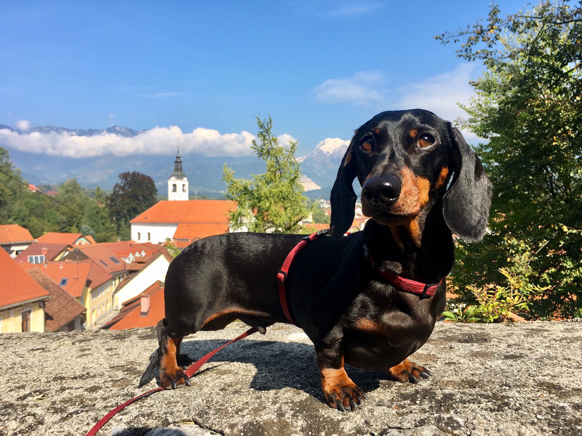 German Schnitzel Dog